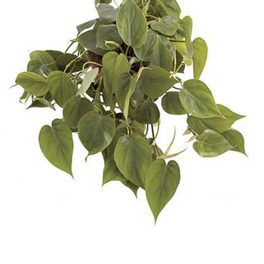 Order Scindapsus Hang Plant Online | Same-Day Delivery UAE - Fnp.ae
