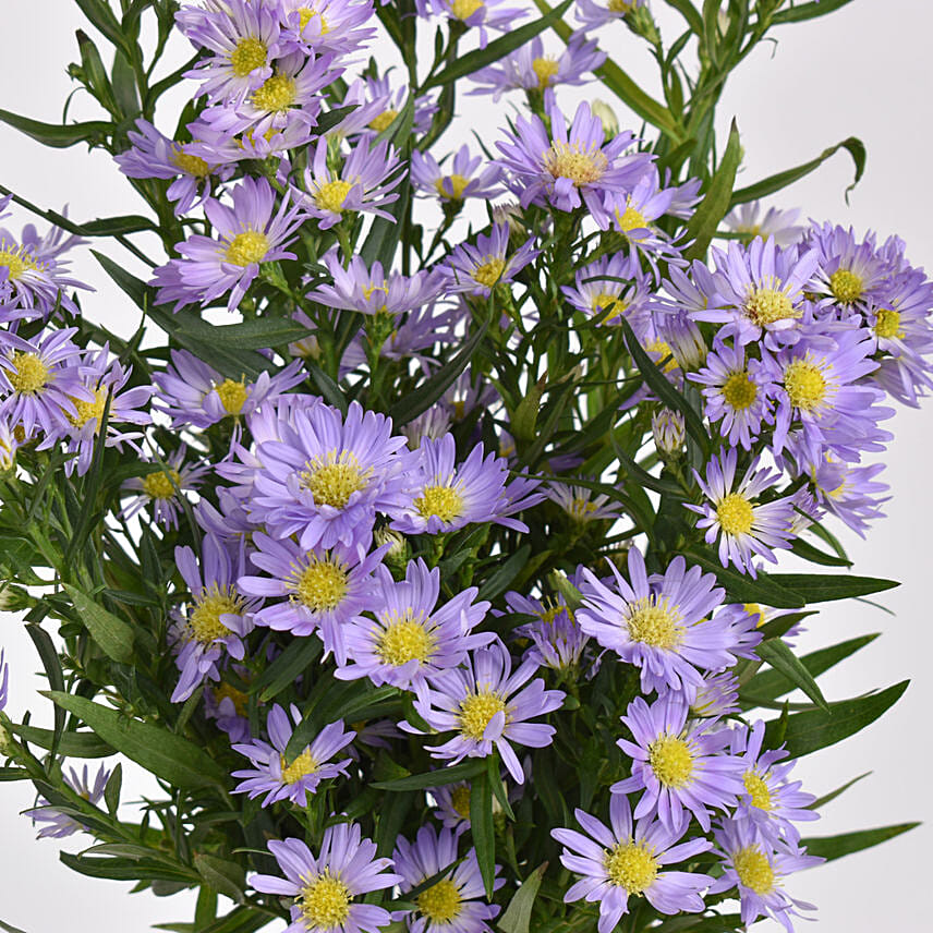Order Aster Flower Elegance Birthday Wish and Cake Online | Same-Day ...