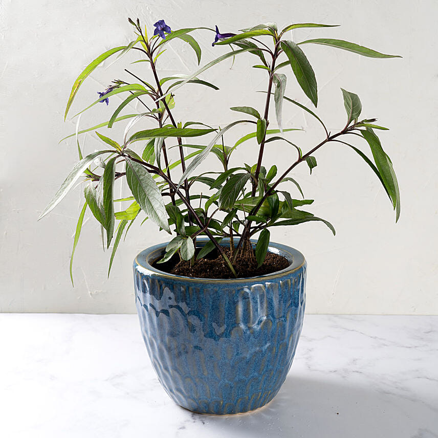 Order Ruella Flower Plant in Ceramic Pot Online | Same-Day Delivery UAE ...