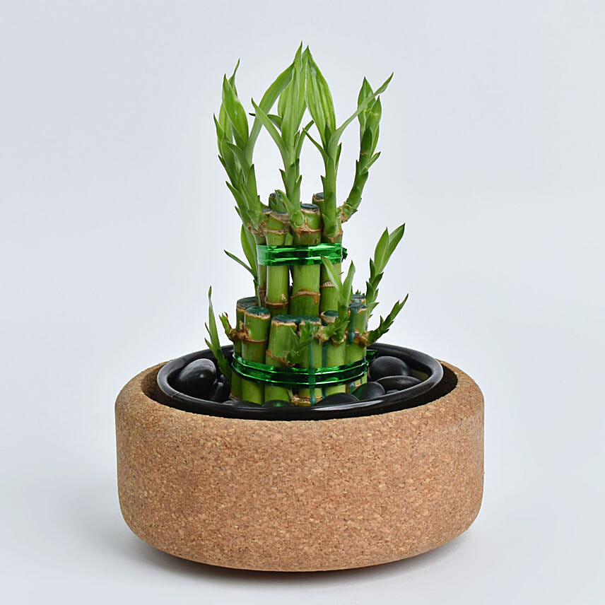 Order Two Layer Bamboo in Cork Planter Online | Same-Day Delivery UAE ...