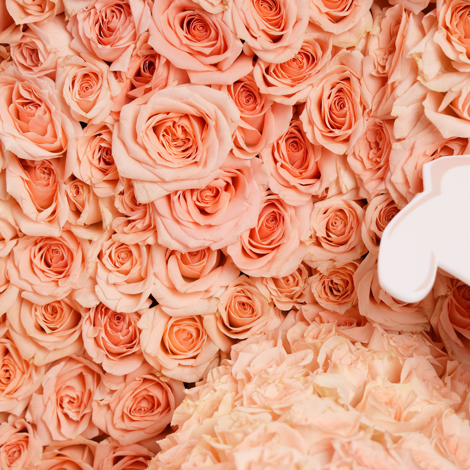 Order Labubu Roses Decor Online | Same-Day Delivery UAE - Fnp.ae